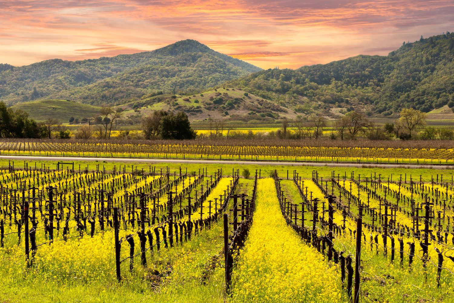 15 Best Things to Do in Yountville, CA - Travel Lens