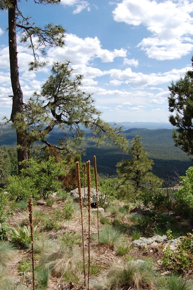20 Best Things to Do in Greer, AZ - Travel Lens