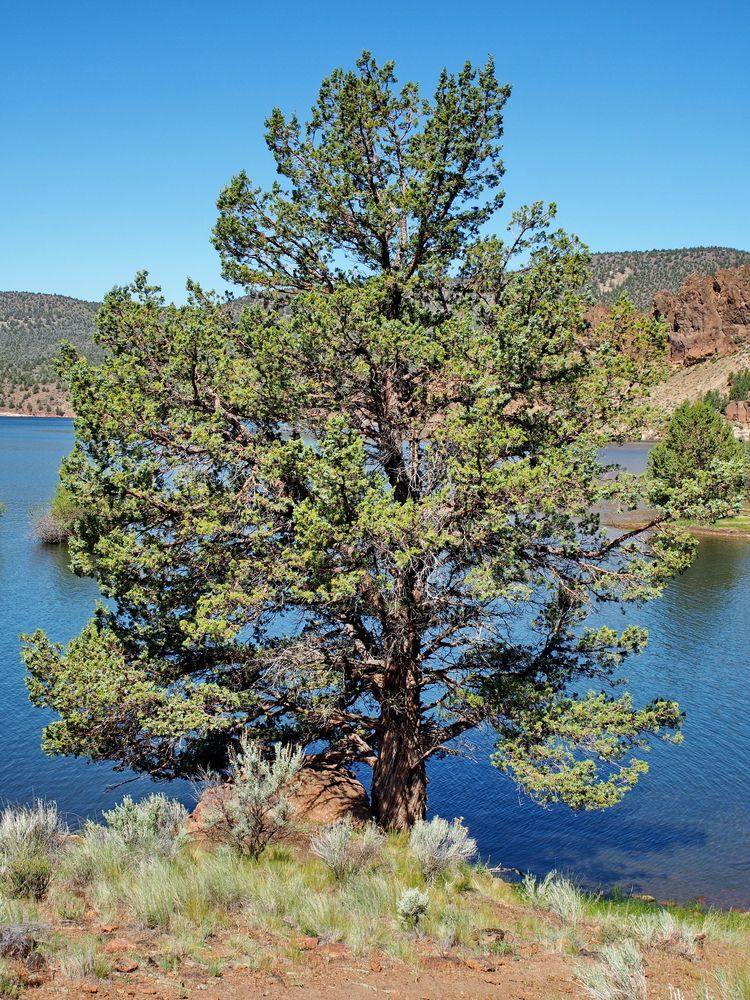 20 Best Things to Do in Prineville, OR - Travel Lens
