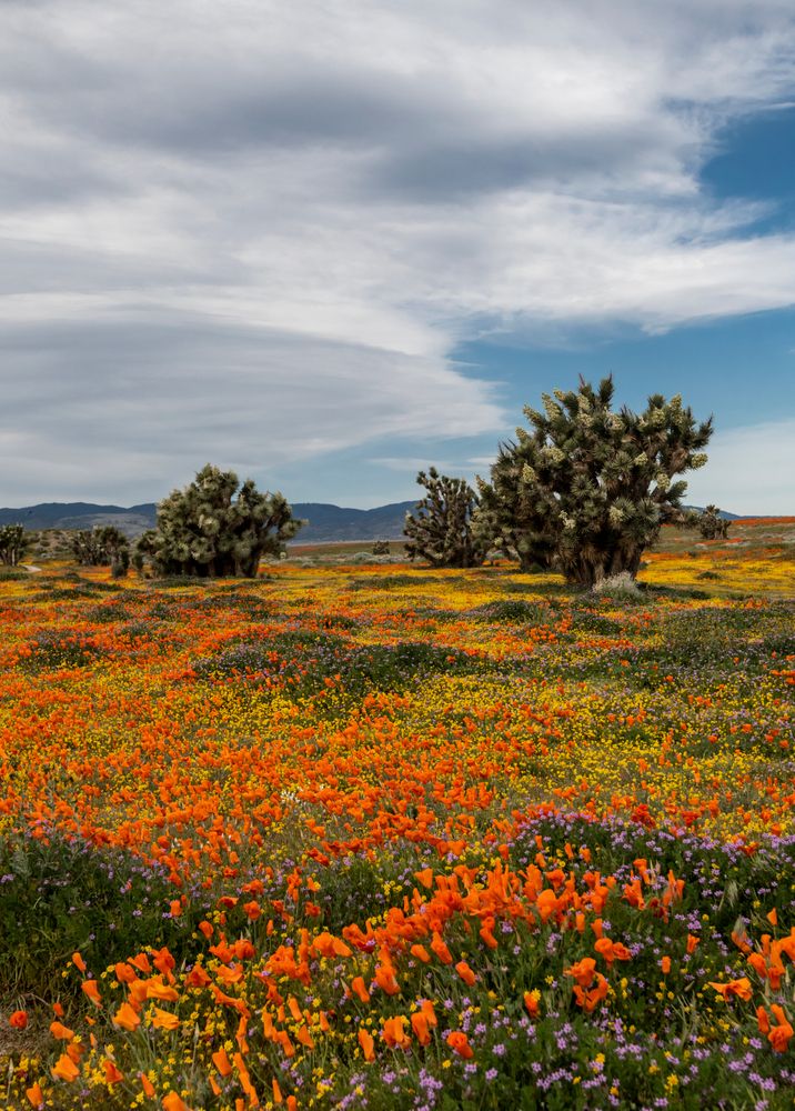 20 Best Things to Do in Palmdale, CA - Travel Lens