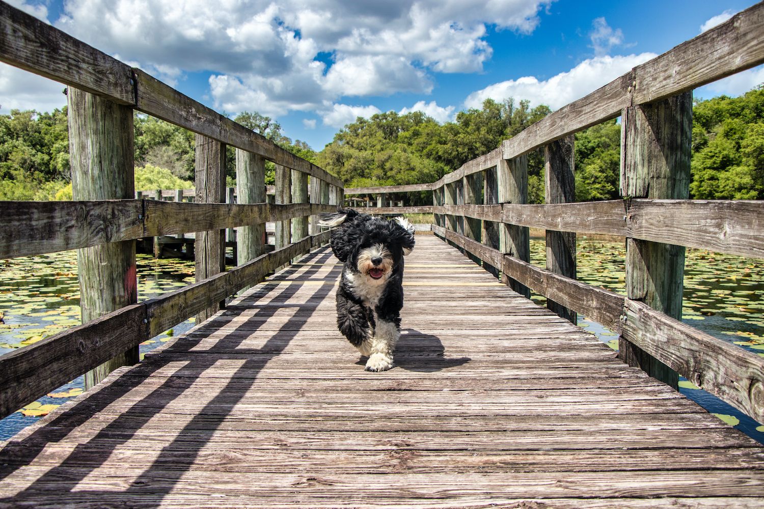 20 Best Things to Do in Spring Hill, FL - Travel Lens