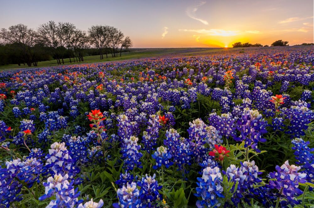 25 Best Things to Do in Spring, TX - Travel Lens